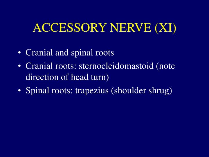 PPT - EXAMINATION OF THE CRANIAL NERVES PowerPoint Presentation - ID ...