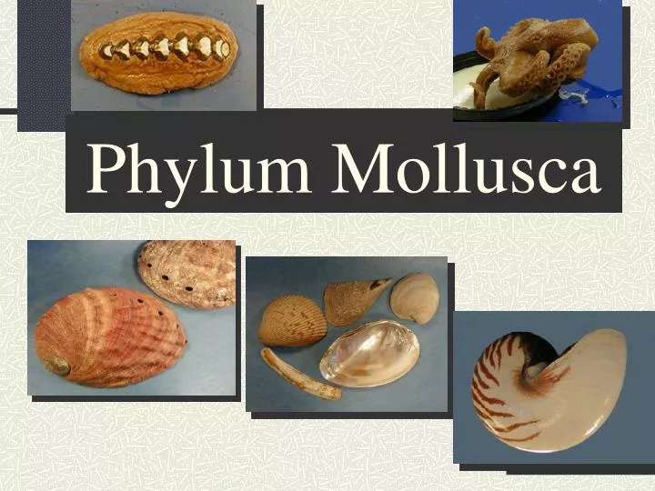 PPT - Phylum Mollusca PowerPoint Presentation, free download - ID:1187761