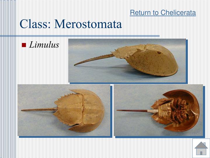 PPT - Phyla Onychophora and Arthropoda PowerPoint Presentation - ID:1191604