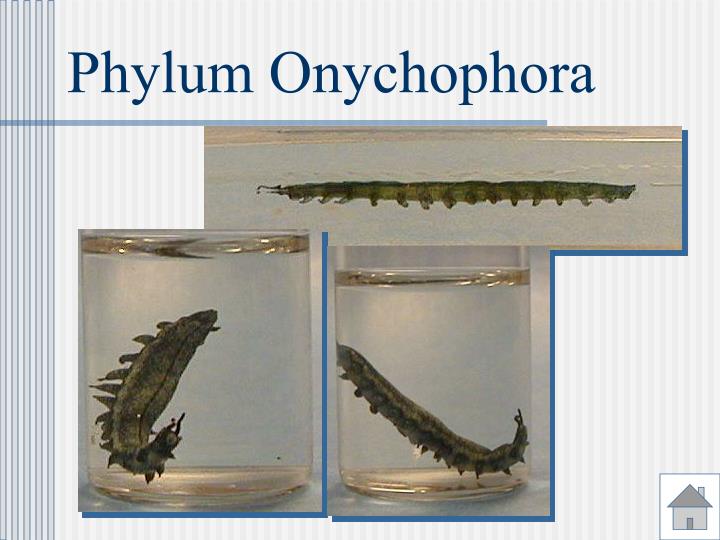 PPT - Phyla Onychophora and Arthropoda PowerPoint Presentation - ID:1191604