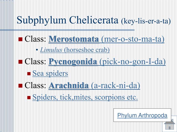 PPT - Phyla Onychophora and Arthropoda PowerPoint Presentation - ID:1191604