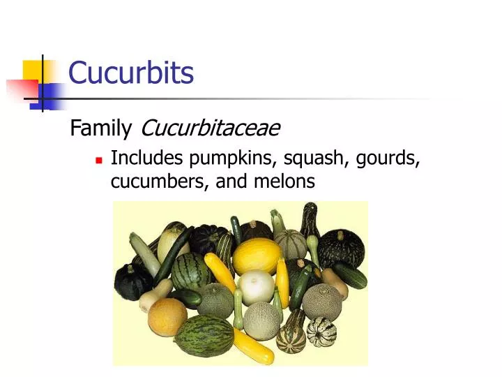 PPT - Cucurbits PowerPoint Presentation, free download - ID:1192584