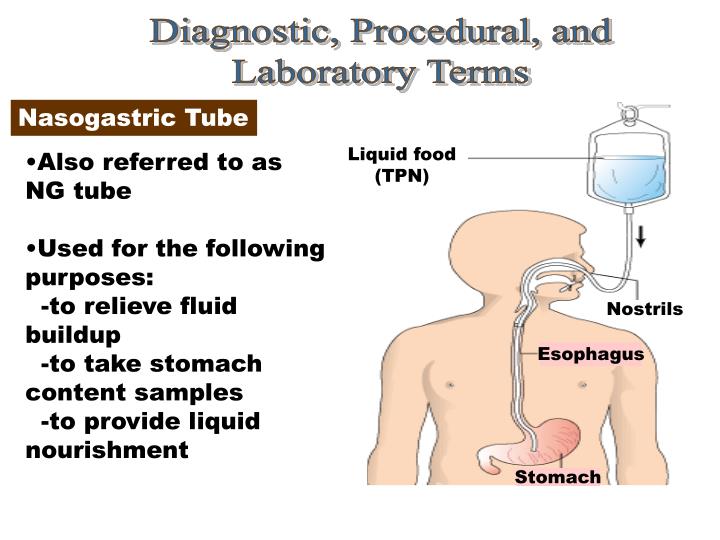 PPT - The Digestive System PowerPoint Presentation - ID:1193680