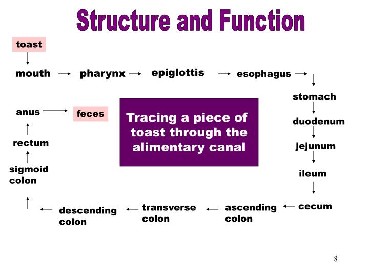 PPT - The Digestive System PowerPoint Presentation - ID:1193680
