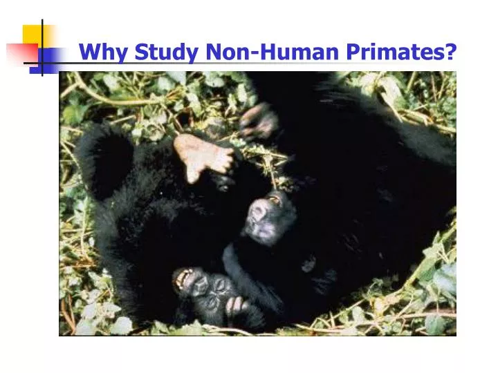 PPT - Why Study Non-Human Primates? PowerPoint Presentation, free ...