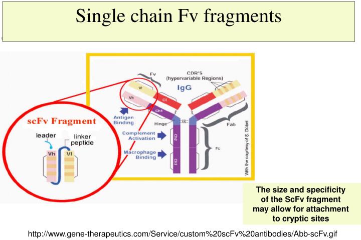 PPT - What In the World Is a Monoclonal Antibody? PowerPoint ...