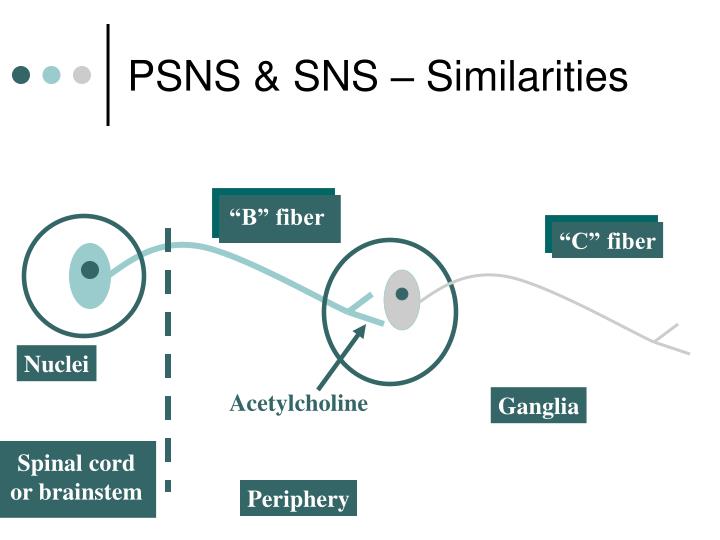 PPT - Autonomic Nervous System PowerPoint Presentation - ID:1194990