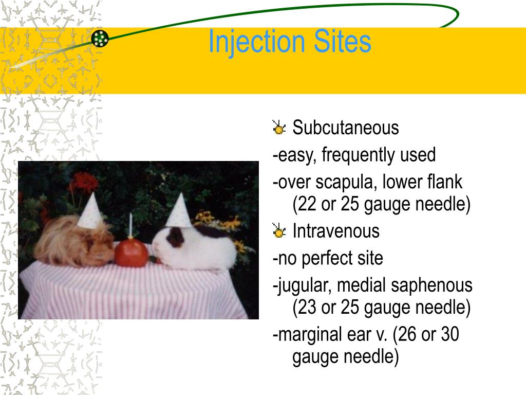 PPT - GUINEA PIG WORLD Dr. Veldhof and Dr. Rollo PowerPoint ...