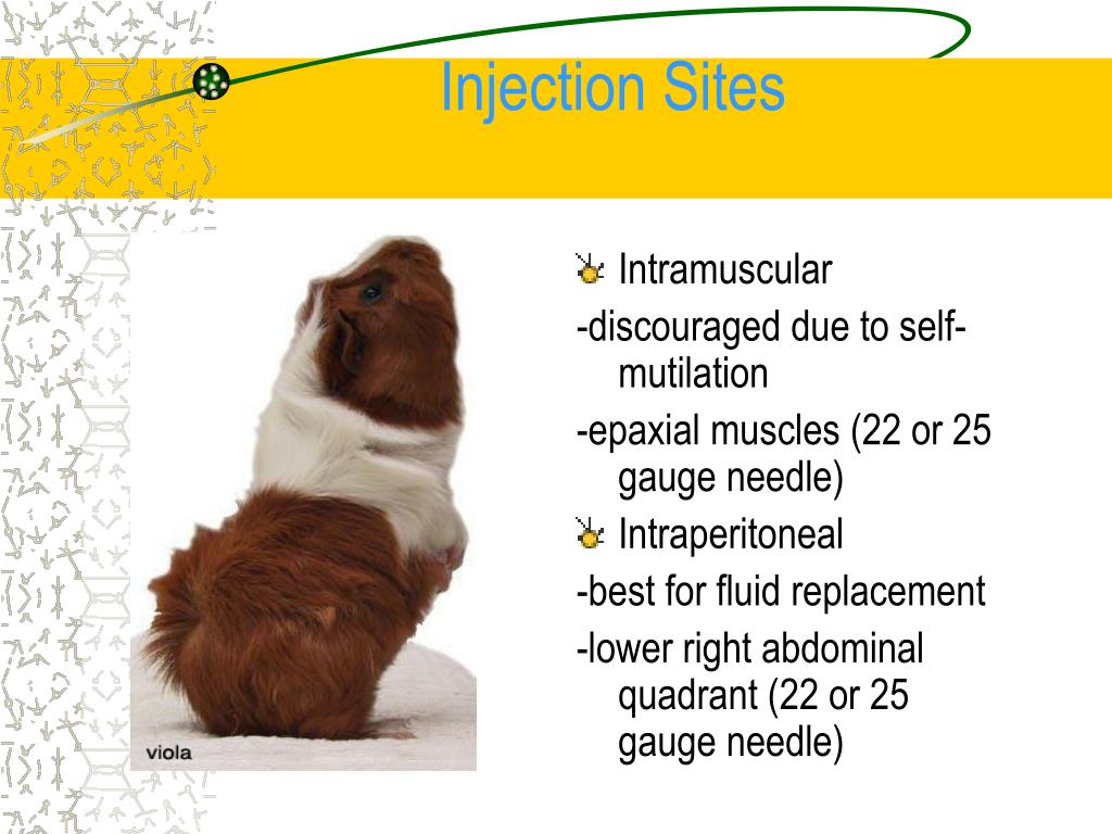 PPT - GUINEA PIG WORLD Dr. Veldhof and Dr. Rollo PowerPoint ...