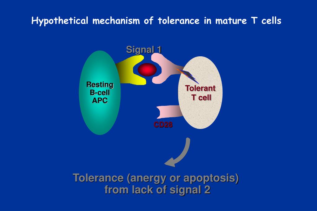Ppt Concept Of Immune Regulation Powerpoint Presentation Free