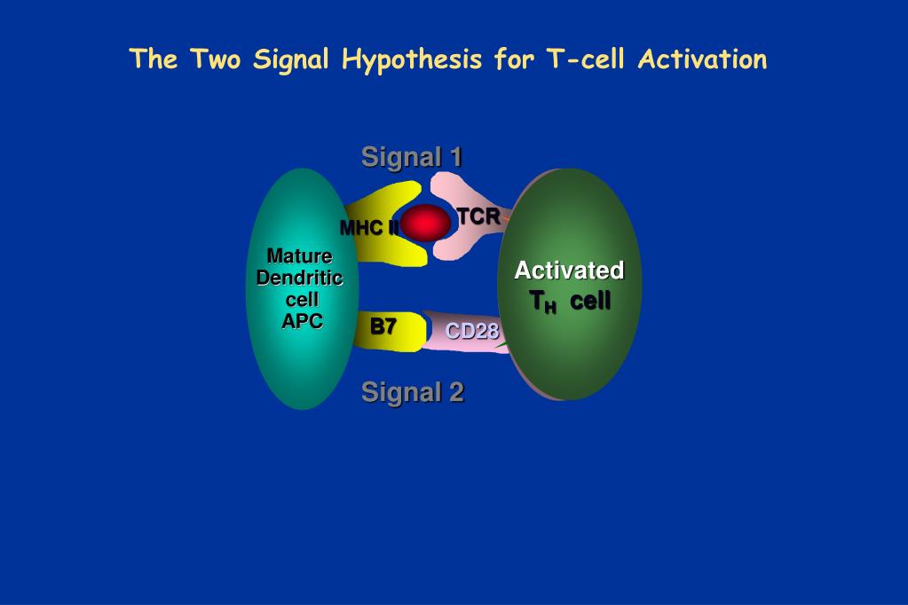 Ppt Concept Of Immune Regulation Powerpoint Presentation Free