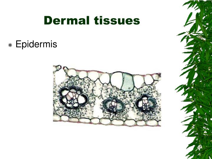 PPT - Chapter 3 Introduction to plant structure PowerPoint Presentation ...