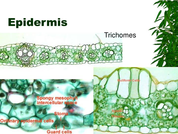PPT - Chapter 3 Introduction to plant structure PowerPoint Presentation ...