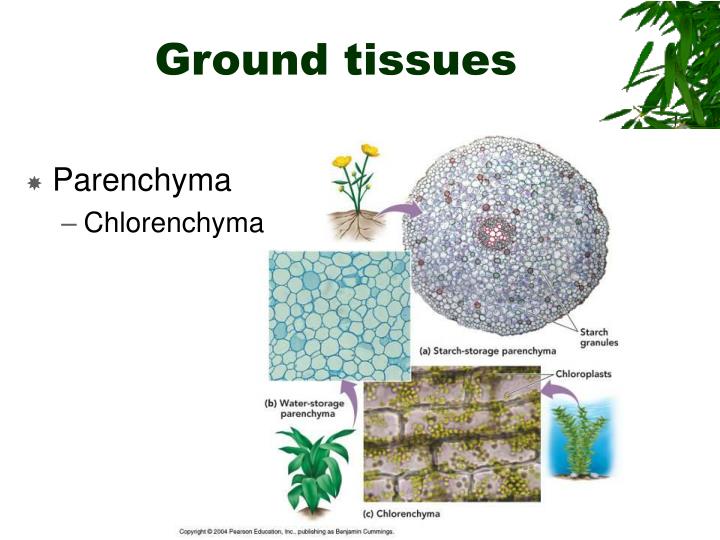 PPT - Chapter 3 Introduction to plant structure PowerPoint Presentation ...