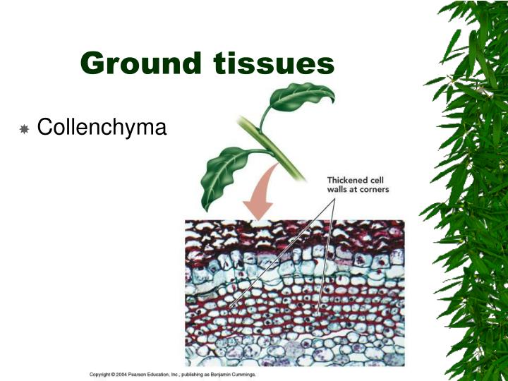 PPT - Chapter 3 Introduction to plant structure PowerPoint Presentation ...