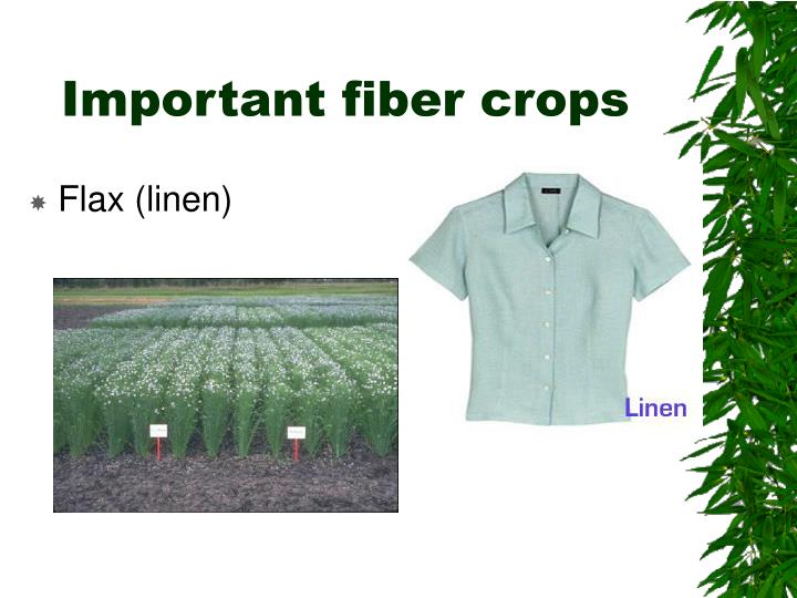 PPT - Chapter 3 Introduction to plant structure PowerPoint Presentation ...