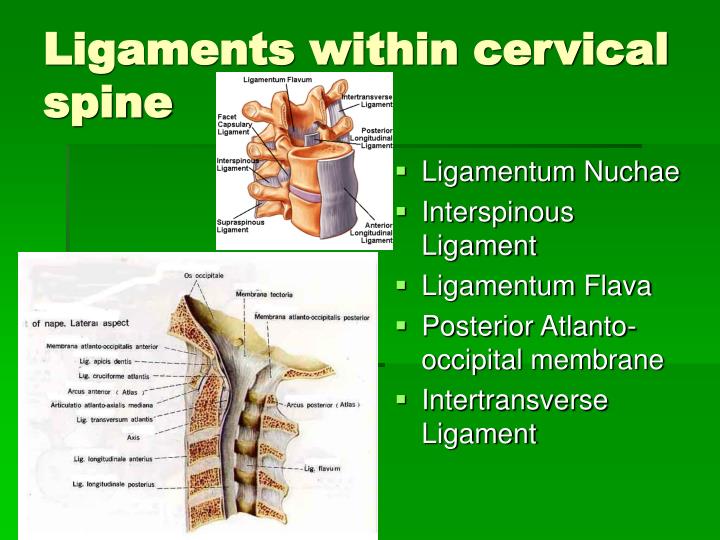 PPT - Cervical Spine Anatomy PowerPoint Presentation - ID:1196537