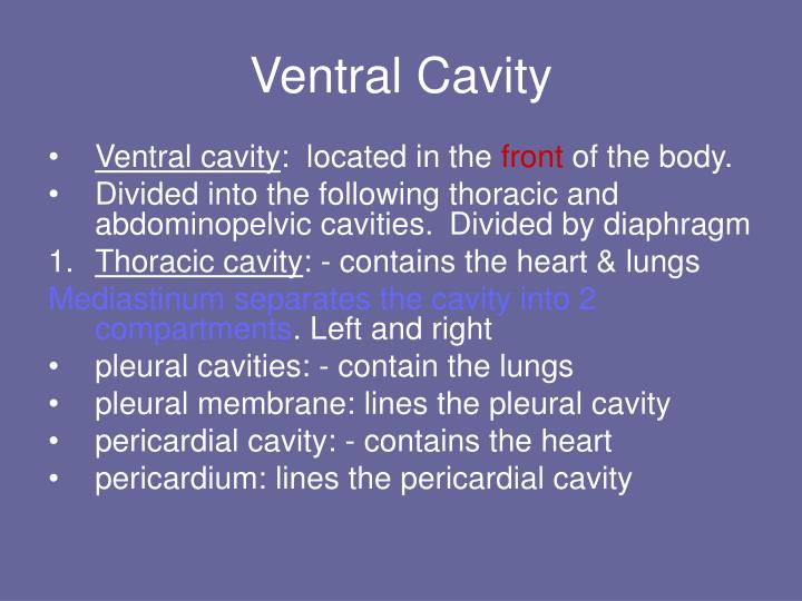 Ventral Definition In Anatomy