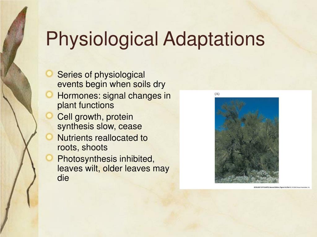PPT Plant Ecology Chapter 3 PowerPoint Presentation Free Download 