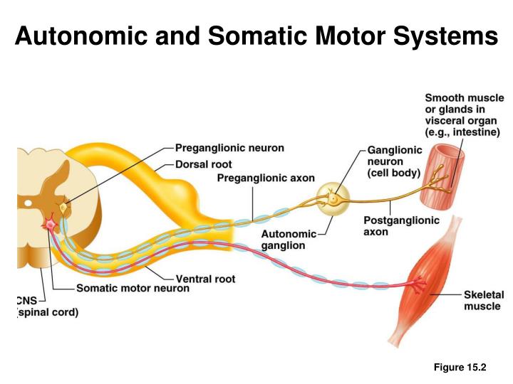 PPT - The ANS and Visceral Sensory Neurons PowerPoint Presentation - ID ...