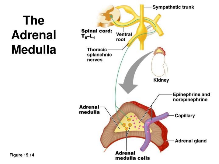 PPT - The ANS and Visceral Sensory Neurons PowerPoint Presentation - ID ...