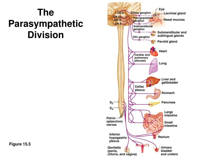 PPT - The ANS and Visceral Sensory Neurons PowerPoint Presentation - ID ...
