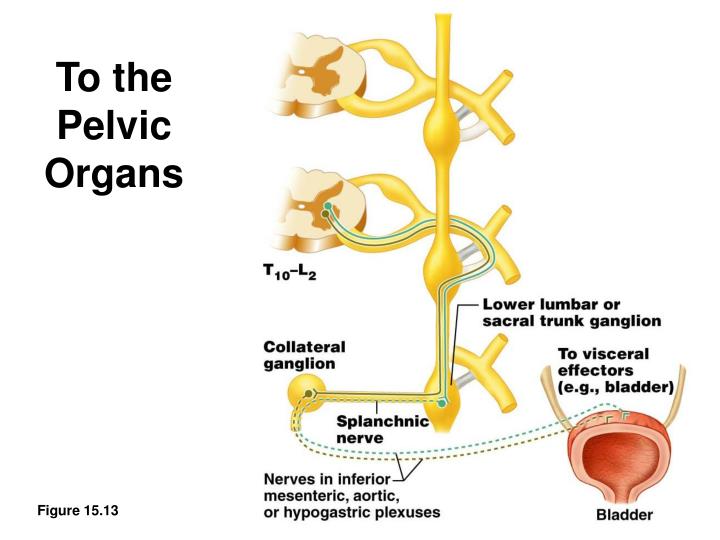 PPT - The ANS and Visceral Sensory Neurons PowerPoint Presentation - ID ...