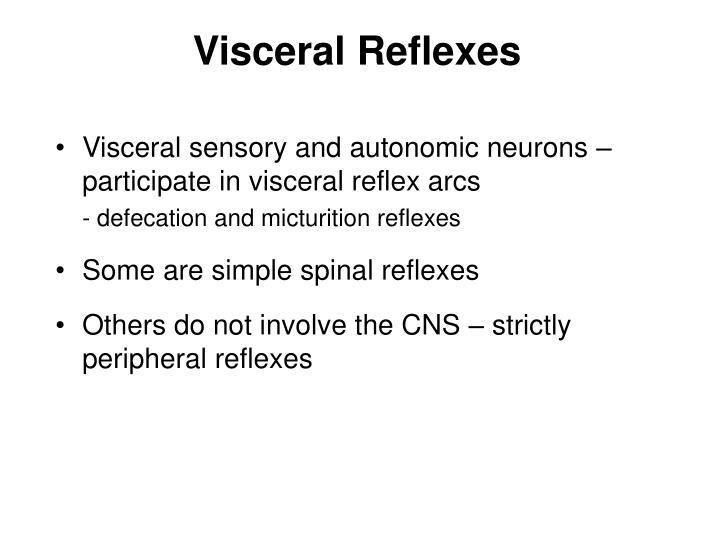 PPT - The ANS and Visceral Sensory Neurons PowerPoint Presentation - ID ...