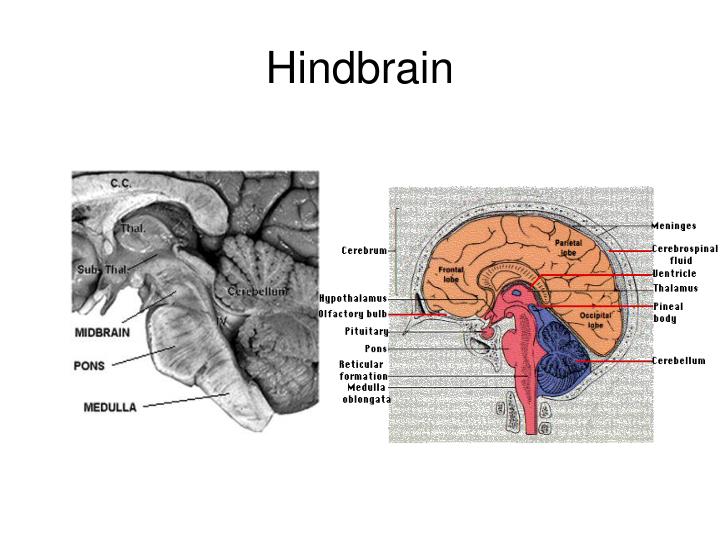 PPT - The Human Brain PowerPoint Presentation - ID:1197127