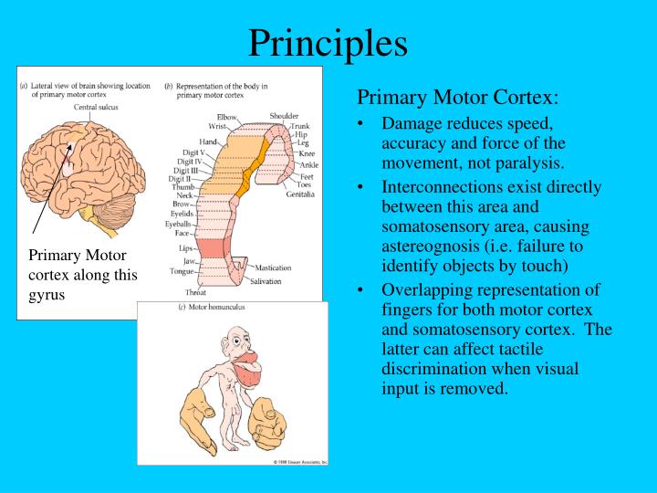 PPT - Sensorimotor System PowerPoint Presentation - ID:1199459