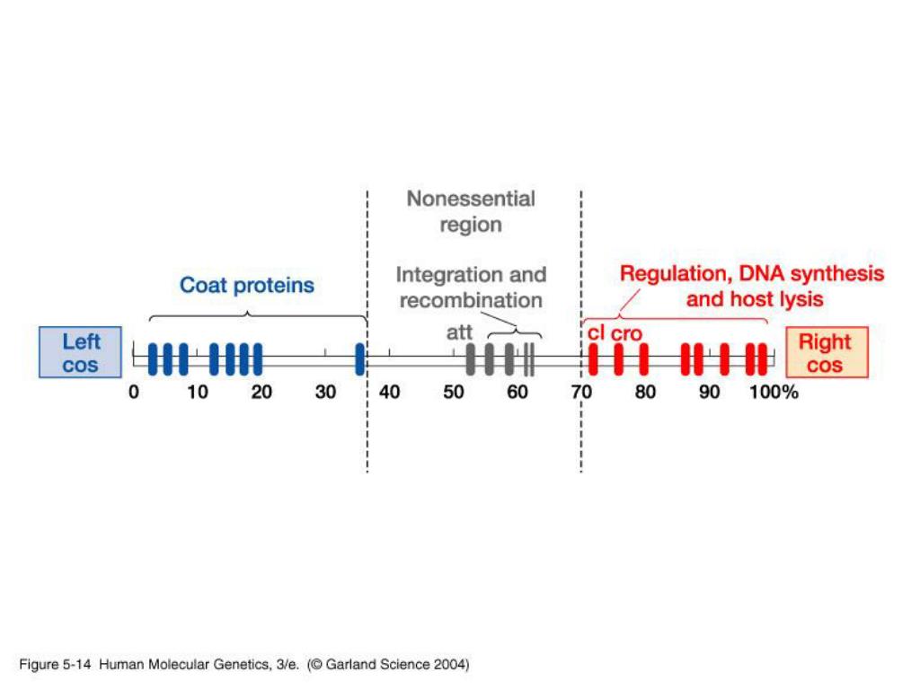 PPT - Amplifying DNA: PCR & cell-based DNA cloning PowerPoint ... PPT - Amplifying DNA: PCR & cell-based DNA cloning PowerPoint ...