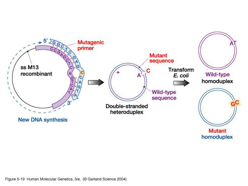 PPT - Amplifying DNA: PCR & cell-based DNA cloning PowerPoint ... PPT - Amplifying DNA: PCR & cell-based DNA cloning PowerPoint ...