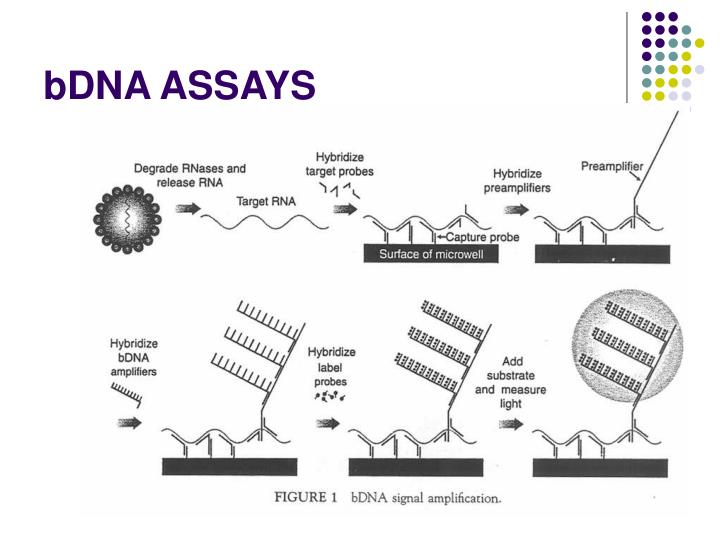 PPT - Chapter 7: Nucleic Acid Amplification Techniques PowerPoint ...
