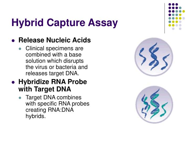 PPT - Chapter 7: Nucleic Acid Amplification Techniques PowerPoint ...