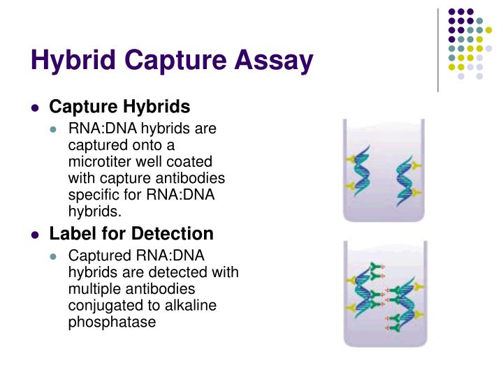 PPT - Chapter 7: Nucleic Acid Amplification Techniques PowerPoint ...