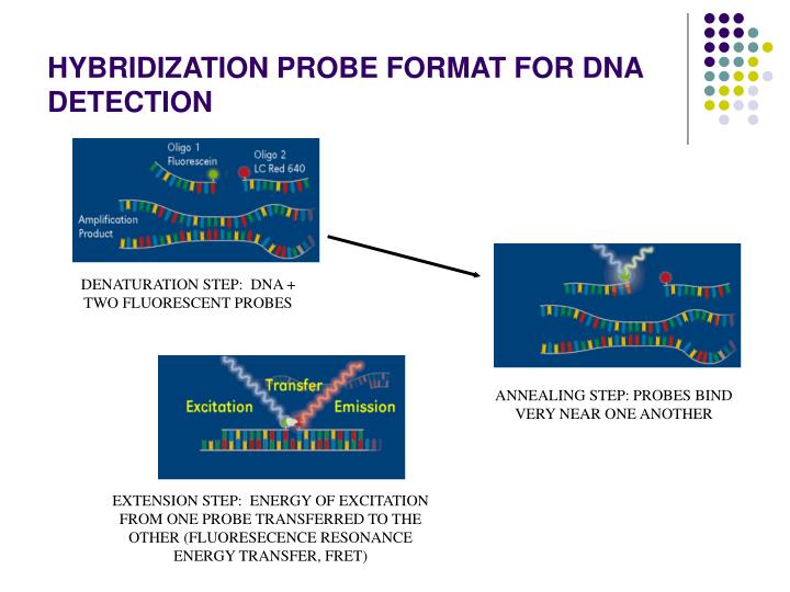 PPT - Chapter 7: Nucleic Acid Amplification Techniques PowerPoint ...