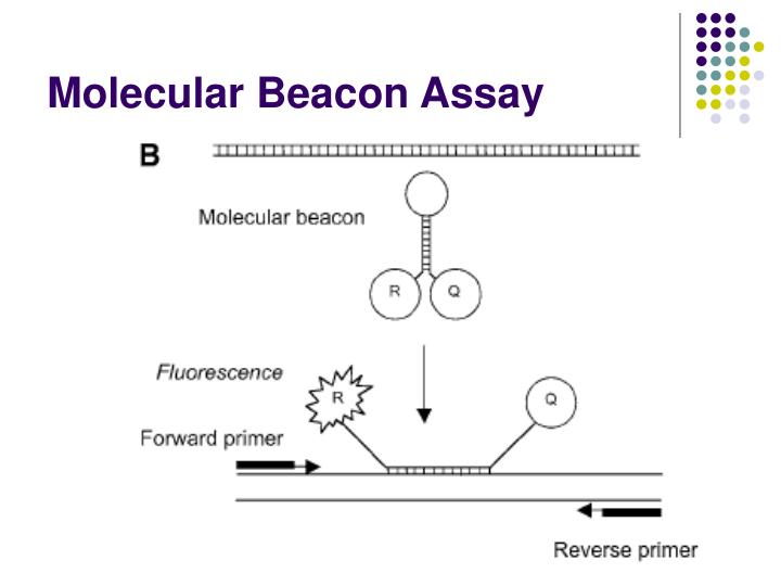 PPT - Chapter 7: Nucleic Acid Amplification Techniques PowerPoint ...