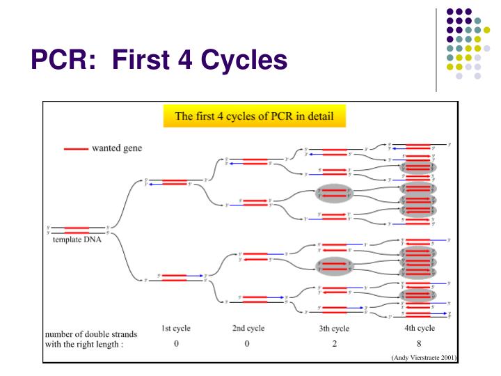 PPT - Chapter 7: Nucleic Acid Amplification Techniques PowerPoint ...