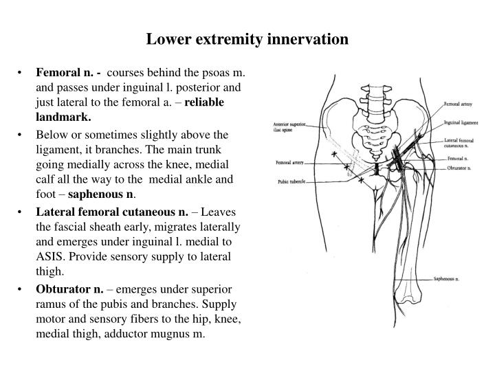 PPT - Lower Extremity Peripheral Nerve Blocks PowerPoint Presentation ...