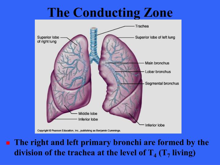 PPT - The Respiratory System PowerPoint Presentation - ID:1202562