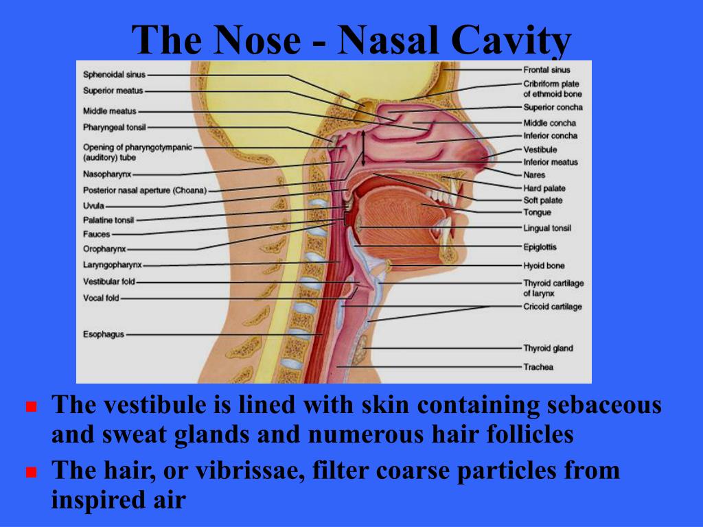 Ppt The Respiratory System Powerpoint Presentation Free Download
