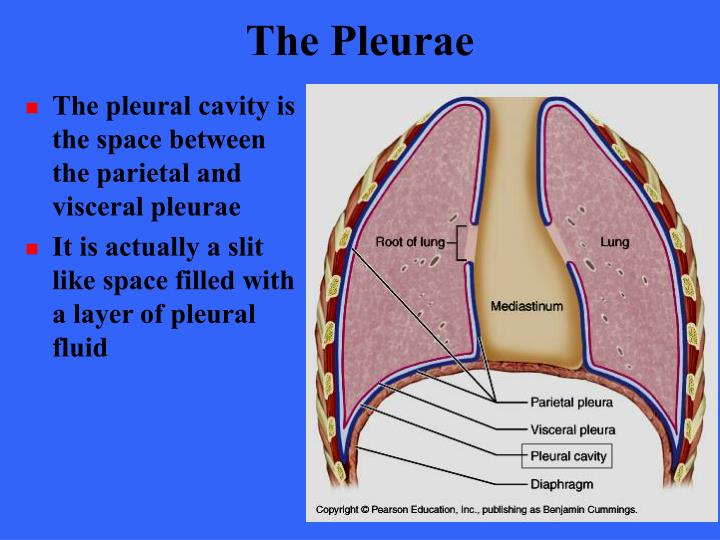 PPT - The Respiratory System PowerPoint Presentation - ID:1202562