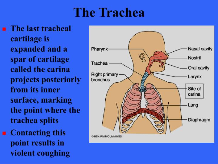 PPT - The Respiratory System PowerPoint Presentation - ID:1202562