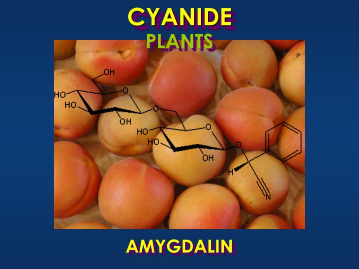 PPT - CYANIDE PowerPoint Presentation - ID:1204334