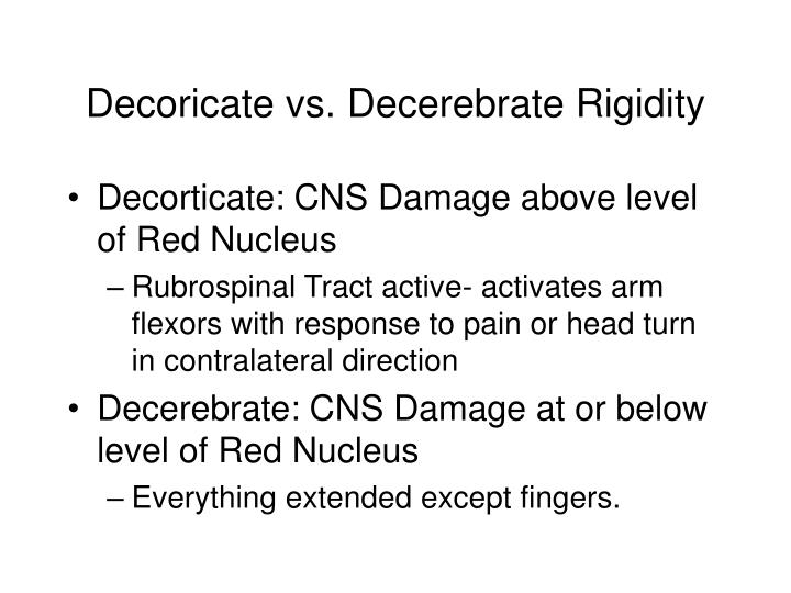 PPT - CNS Physiology PowerPoint Presentation - ID:1204521
