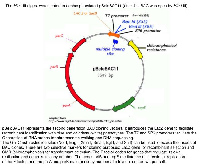 PPT - cosmids PowerPoint Presentation - ID:1204787
