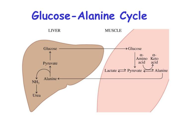 PPT - Protein Turnover and Amino Acid Catabolism PowerPoint ...