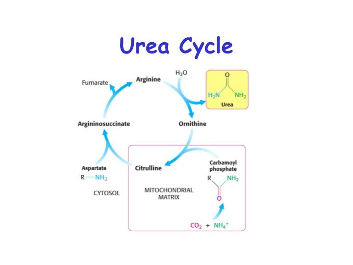 PPT - Protein Turnover and Amino Acid Catabolism PowerPoint ...