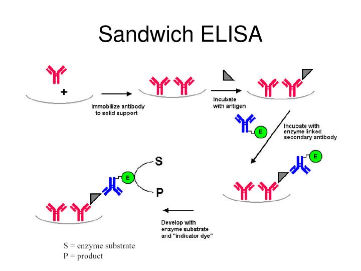 PPT - ELISA (aka Enzyme-Linked Immunosorbent Assay) PowerPoint ...