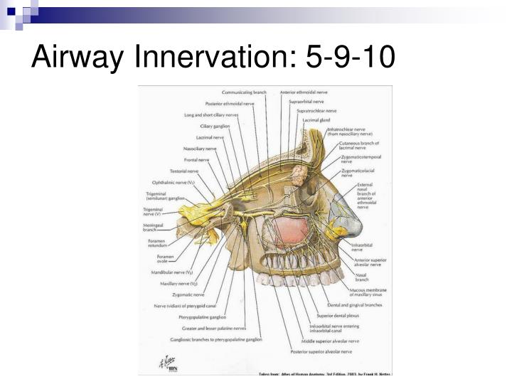 PPT - PHD Resident Airway Lecture PowerPoint Presentation - ID:1205817